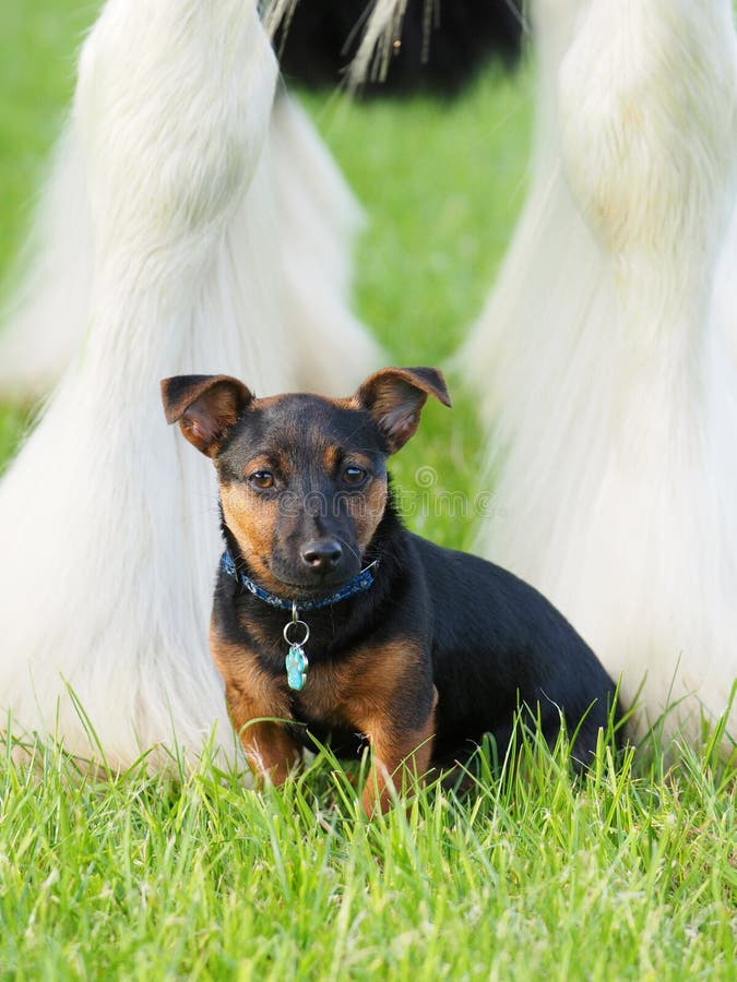 Caballo y perro imagen de archivo. Imagen de belleza - 111730301