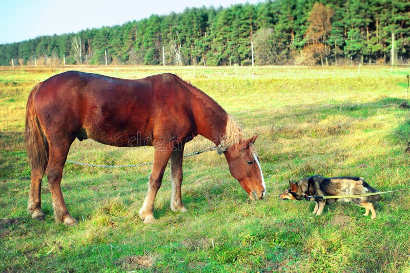 El Caballo Y El Perro Juegan Juntos Imagen de archivo - Imagen de ...