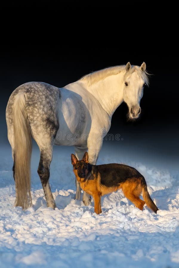 Caballo y perro foto de archivo. Imagen de movimiento - 66121660