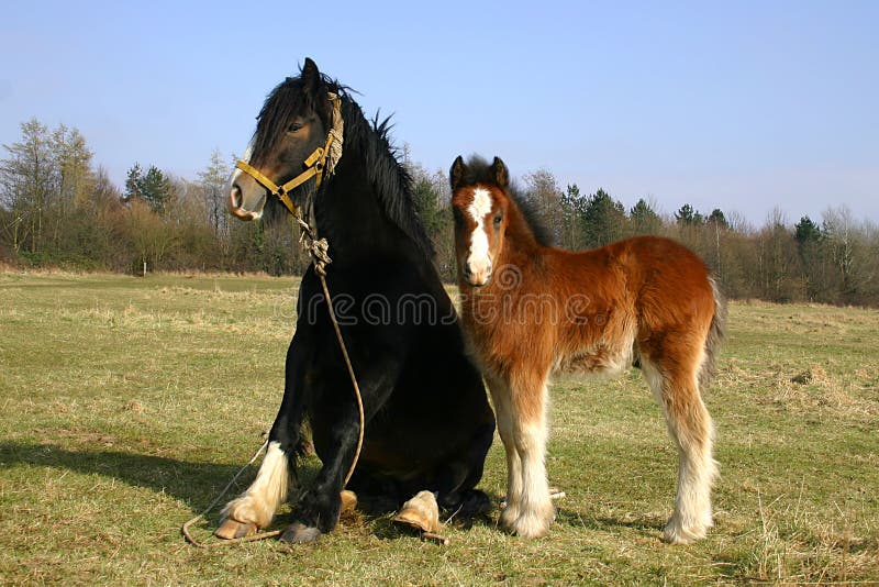 Caballo y potro 2 foto de archivo. Imagen de hierba, caballo - 698328