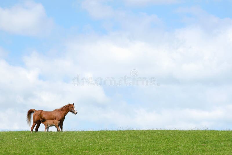 Caballo y potro foto de archivo. Imagen de potra, belleza - 7862756