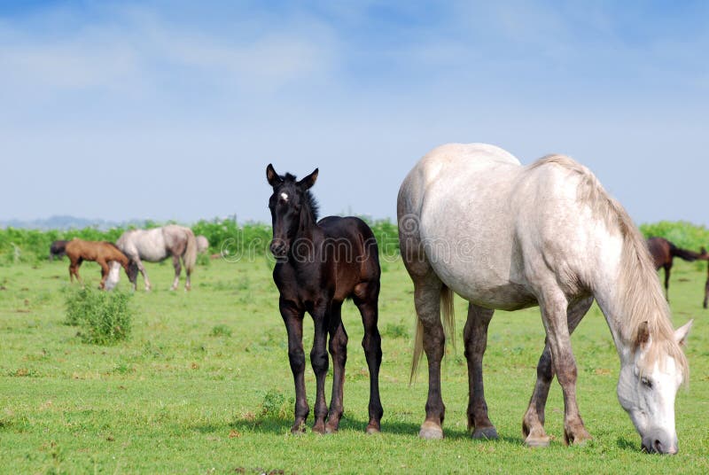 Yegua Del Caballo Blanco Con El Potro Foto de archivo - Imagen de potro ...