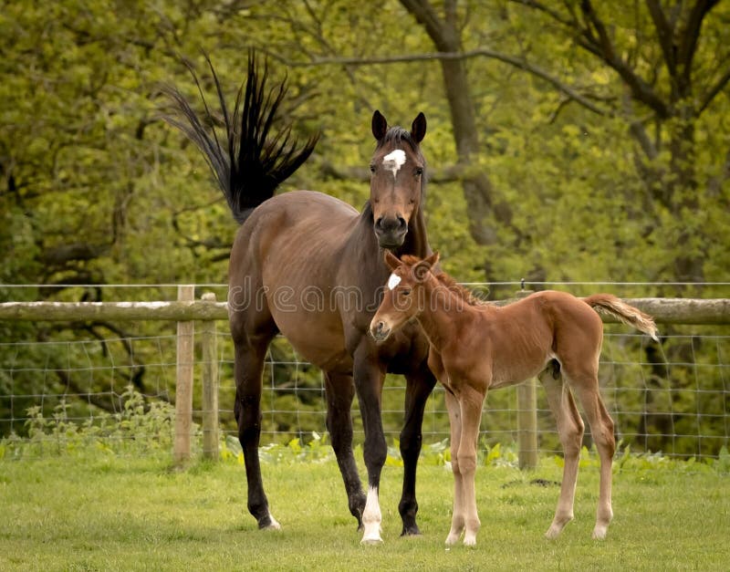Caballo Y Potro Recién Nacido Imagen de archivo - Imagen de rural ...