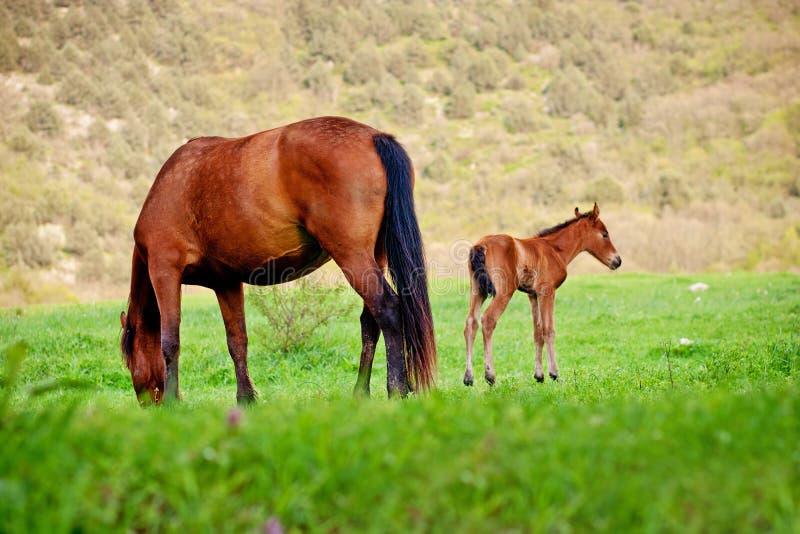 Caballo Y Potro En Un Prado Imagen de archivo - Imagen de comer, potro ...