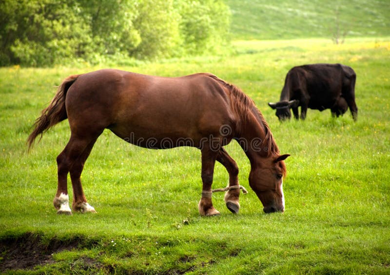 Caballo y vaca foto de archivo. Imagen de prado, curiosidad - 4486132