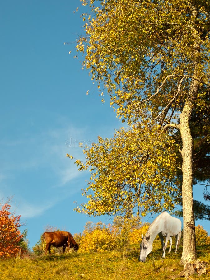 Caballo y vaca que pastan imagen de archivo. Imagen de farmland - 34450381