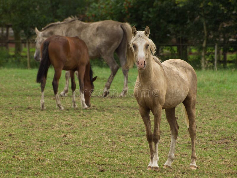 Caballos alemanes foto de archivo. Imagen de animal, alemania - 36641714