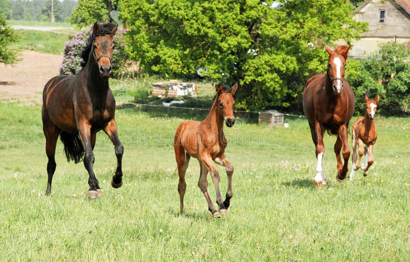 Caballos Con Los Potros Del Bebé Foto de archivo - Imagen de granja ...