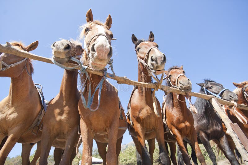 Caballos en el rancho imagen de archivo. Imagen de rancho - 13273799