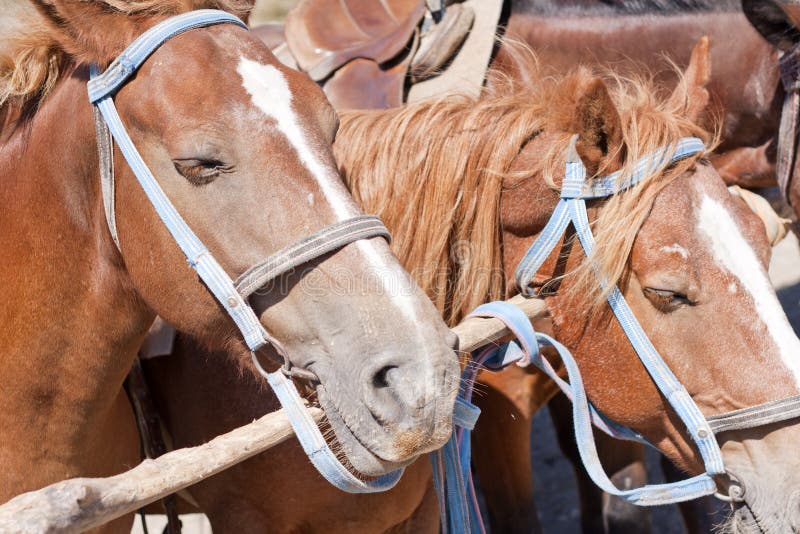 Caballos En Un Rancho a Lo Largo De Un Camino De Campo En Tejas Rural ...