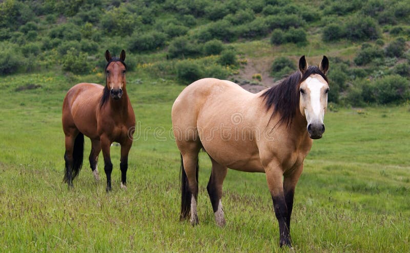 Caballos de Colorado imagen de archivo. Imagen de verde - 25855137