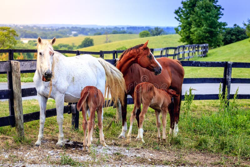 Caballos De La Madre Con Los Potros Imagen de archivo - Imagen de ...