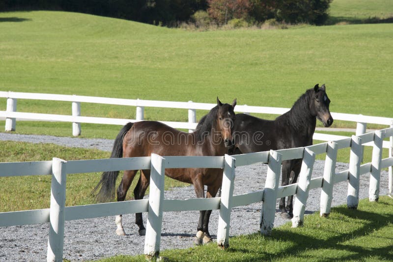 Caballos De Morgan En Prado Imagen de archivo - Imagen de exterior ...