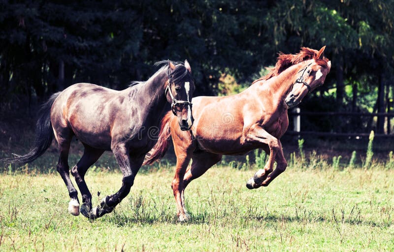 Caballos del galope imagen de archivo. Imagen de ecuestre - 10676293