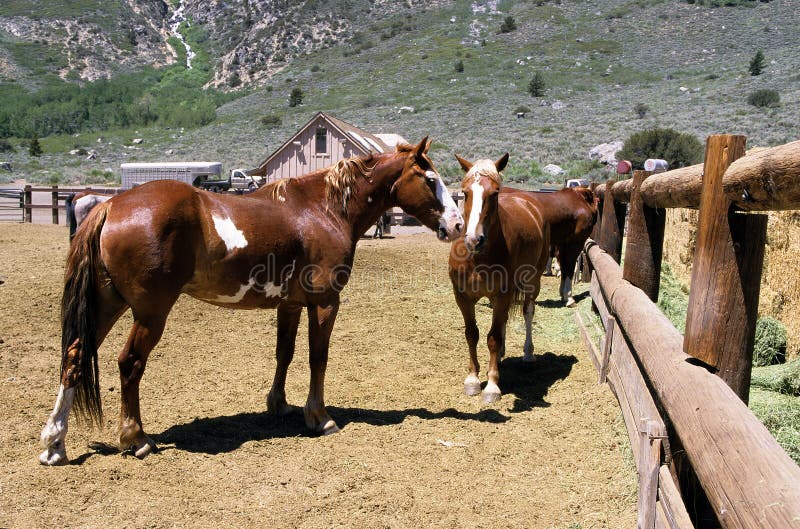Caballos del rancho foto de archivo. Imagen de ranchos - 18363356