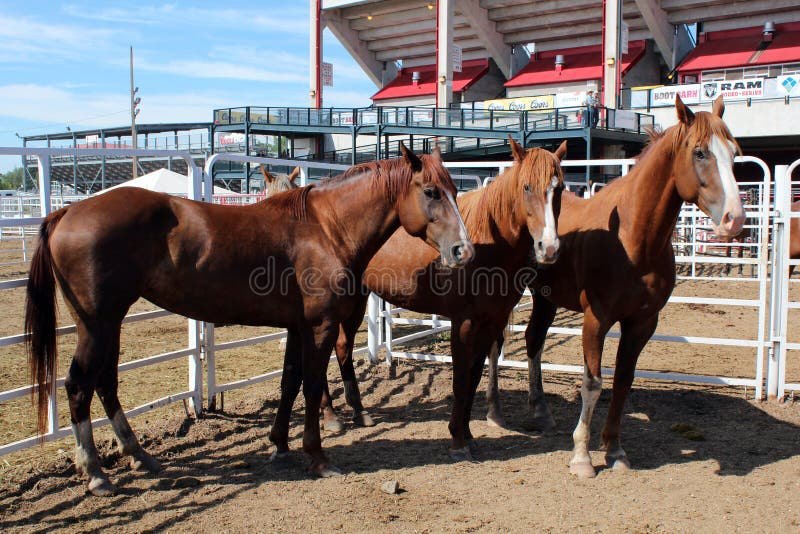 Caballos del rodeo imagen de archivo editorial. Imagen de ritos - 35650894