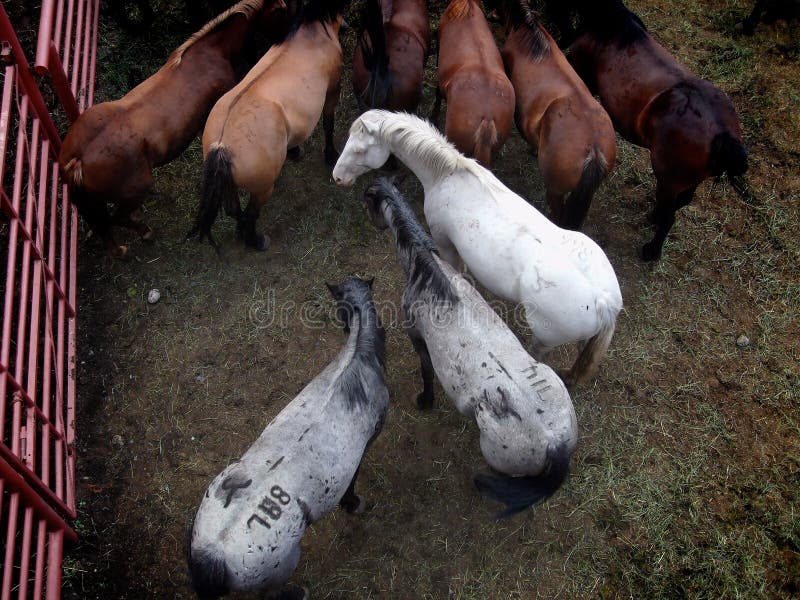 Caballos Del Rodeo En Corral Foto de archivo - Imagen de marca ...