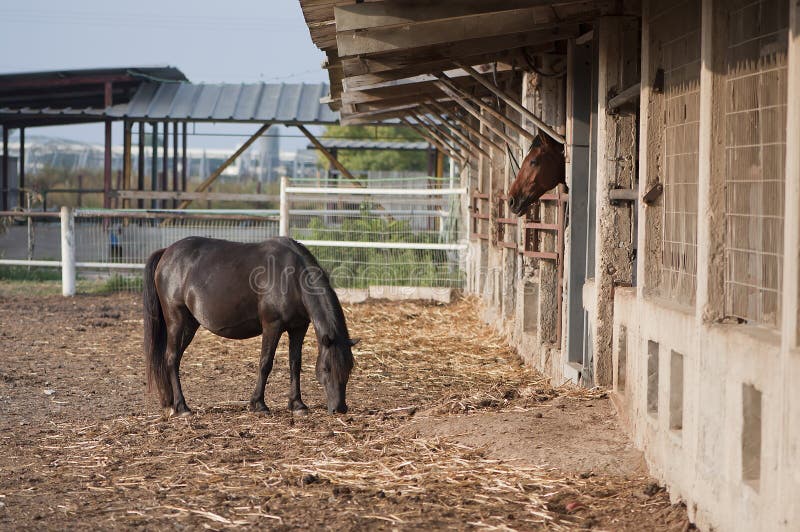 Caballos en el establo foto de archivo. Imagen de casa - 38207206