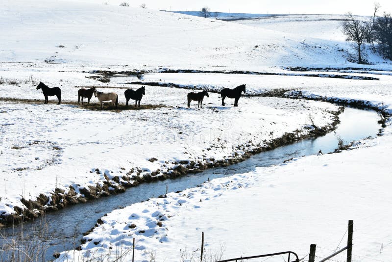 Caballos En El Pasto Nevado Con La Corriente Imagen de archivo - Imagen ...