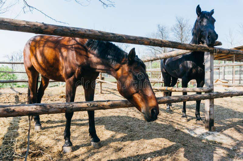 Caballos En Corral En Granja Foto de archivo - Imagen de rancho ...