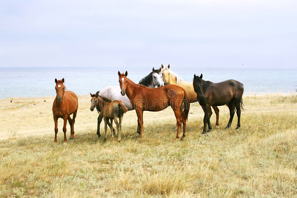 Caballos en la playa foto de archivo. Imagen de rural - 10775158