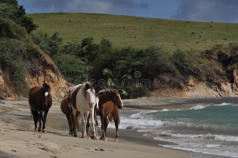 Caballos en la playa imagen de archivo. Imagen de caribe - 27130987