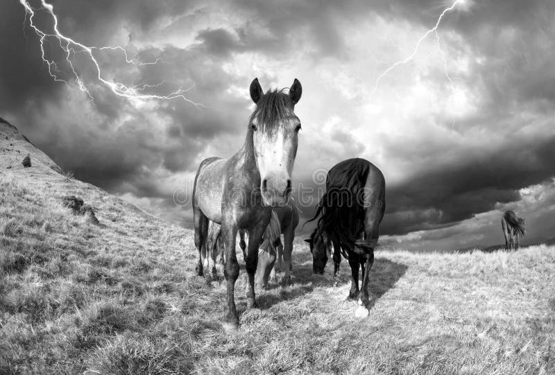 Manada Del Caballo Salvaje, Caballos, Nube De Tormenta Imagen de ...