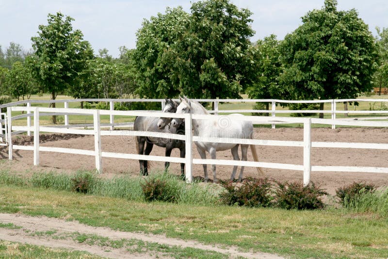 Caballos en rancho foto de archivo. Imagen de granja - 13315044