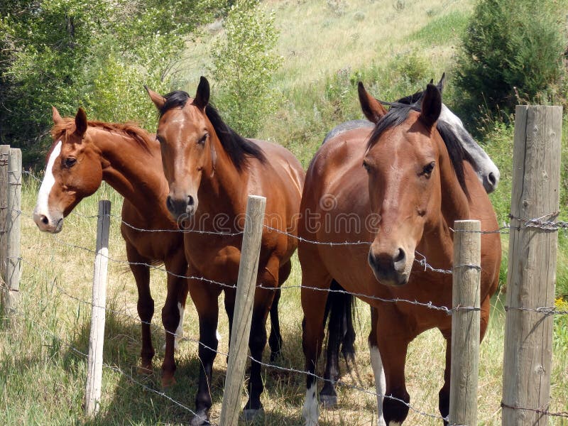 Caballos En Un Rancho En Idaho Imagen de archivo - Imagen de campo ...