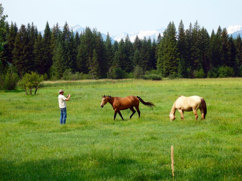 Caballos En Un Rancho En Idaho Imagen de archivo - Imagen de caballos ...