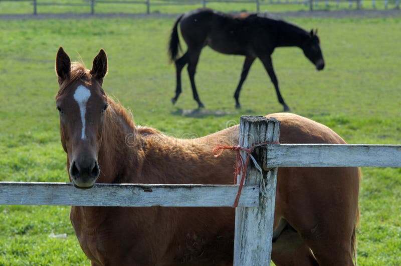 Caballos Hermosos En El Rancho Foto de archivo - Imagen de pradera ...