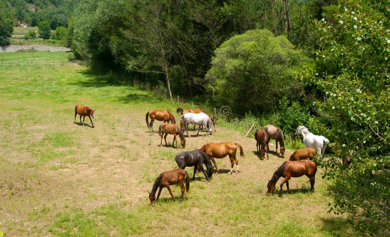 Caballos En Un Rancho Con Un Granero Viejo En El Fondo En Tejas Rural ...