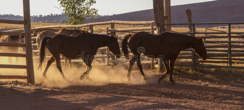 Dos caballos en el corral imagen de archivo. Imagen de polvo - 91679175
