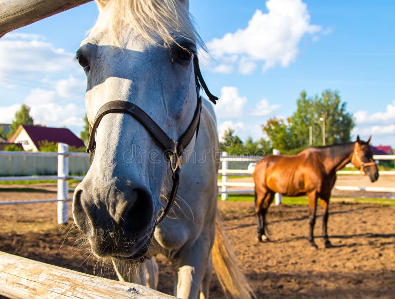 Caballos Que Se Colocan En Corral Imagen de archivo - Imagen de ...