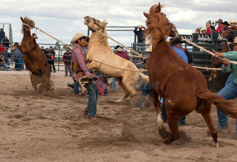Caballos Salvajes En El Rodeo Profesional Foto de archivo editorial ...