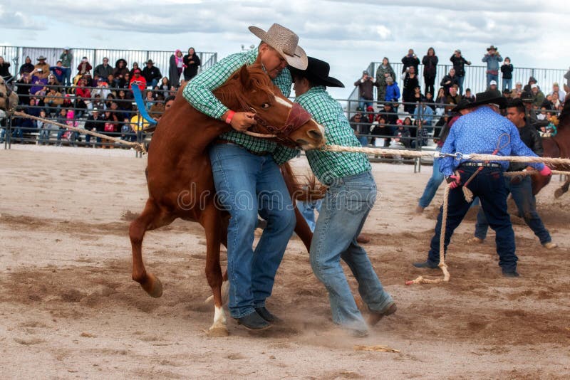 Caballos Salvajes En El Rodeo Profesional Foto de archivo editorial ...