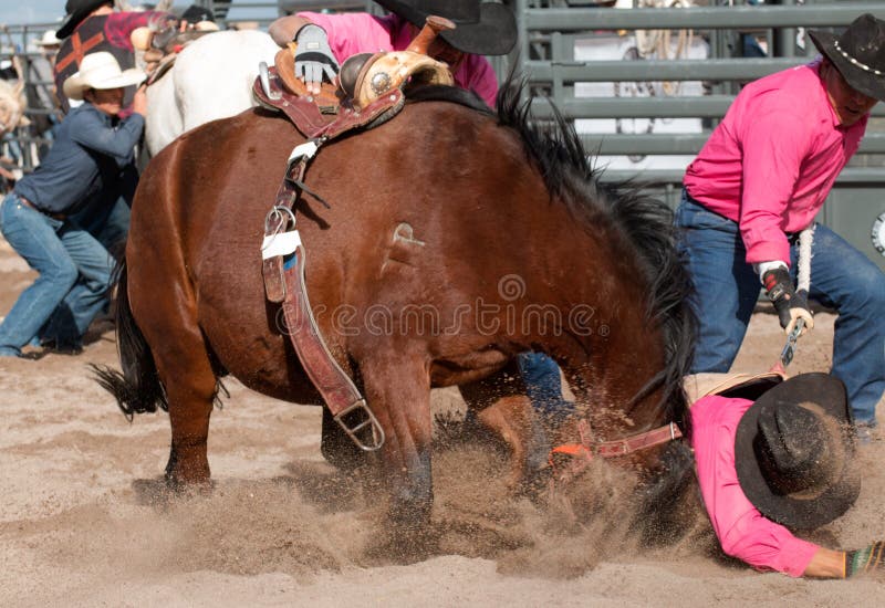 Caballos Salvajes En El Rodeo Profesional Imagen de archivo editorial ...