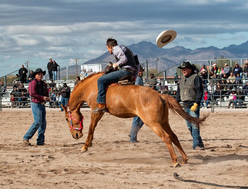 Caballos Salvajes En El Rodeo Profesional Foto de archivo editorial ...