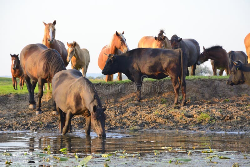 Caballos, Vacas Y Toros En El Campo Foto de archivo - Imagen de ...