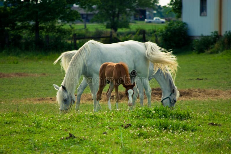 Caballos y potro imagen de archivo. Imagen de familia - 5573323