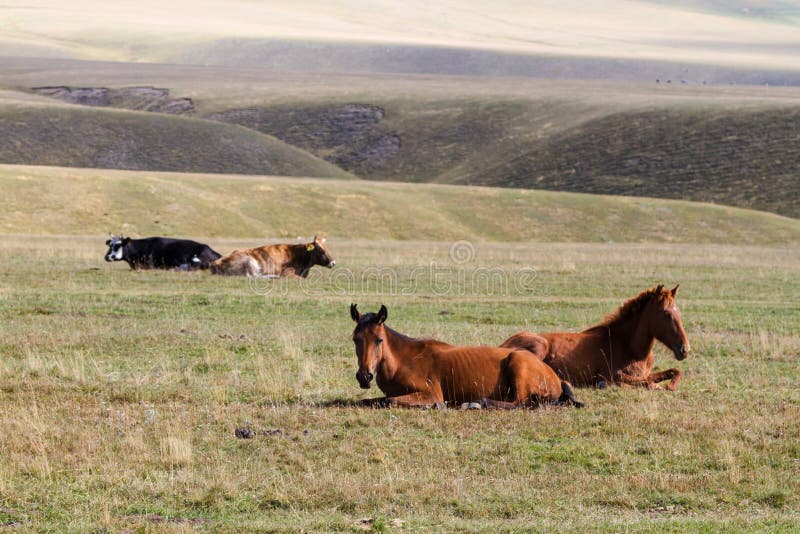 Caballos y vacas foto de archivo. Imagen de becerro, animales - 78496468