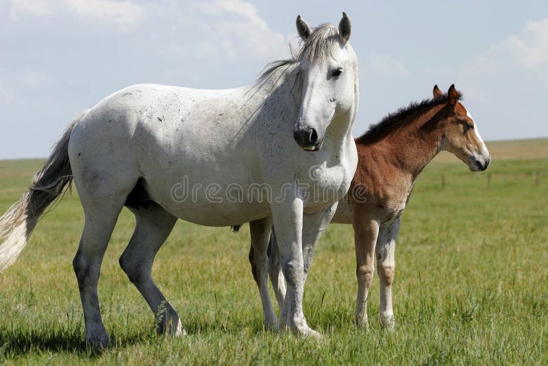 Manada De Caballos (yeguas Y Bebés) Foto de archivo - Imagen de equino ...