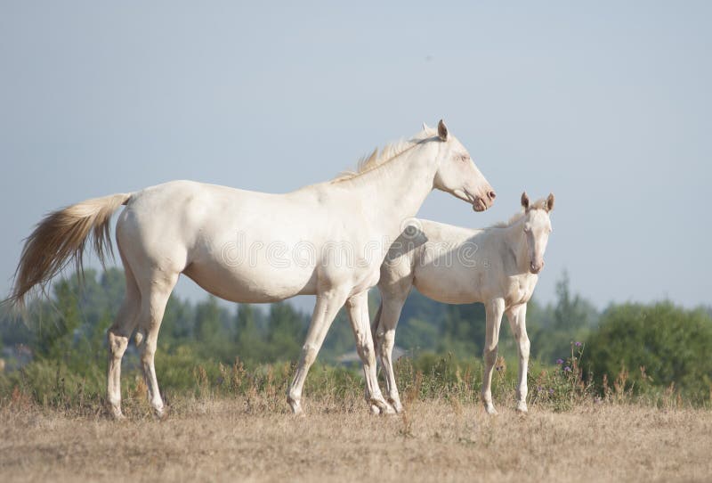 Caballos Una Yegua Con Un Pasto De Foal En El Prado Foto de archivo ...