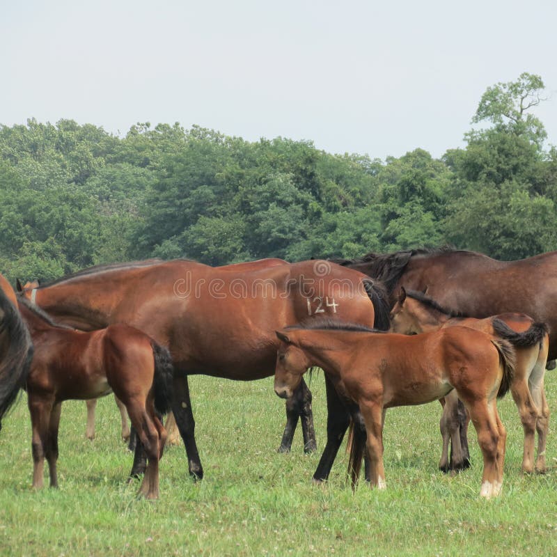 Caballos, Yeguas Y Potros En El Pasto Foto de archivo - Imagen de ...