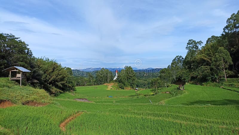 Cabana Ao Lado Do Campo Rico Foto de Stock - Imagem de planta, pradaria ...