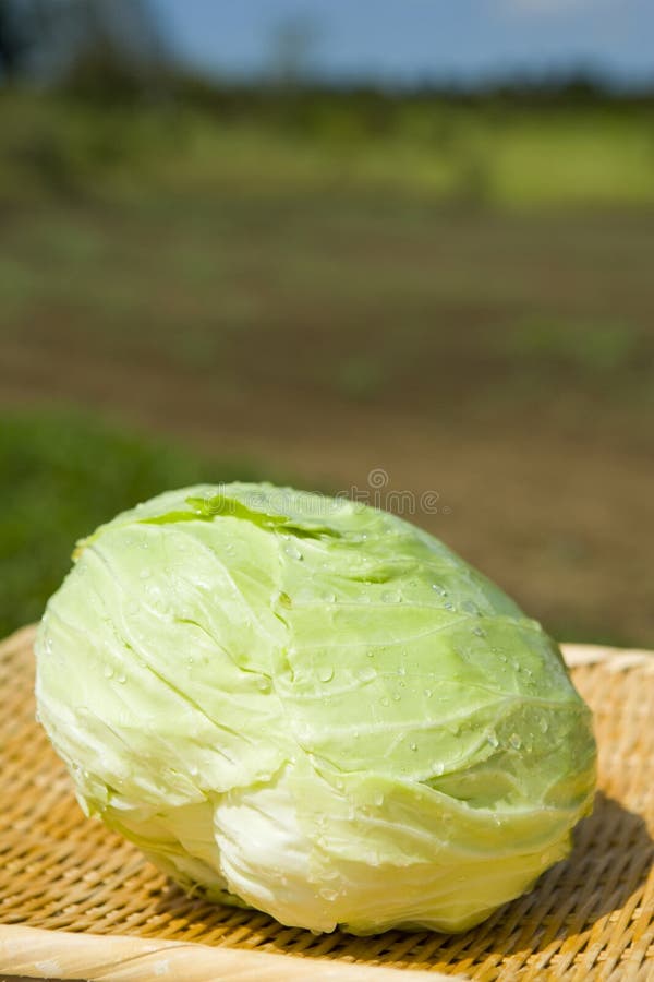 Cabbage stock image. Image of nutrition, natural, nice - 10145485