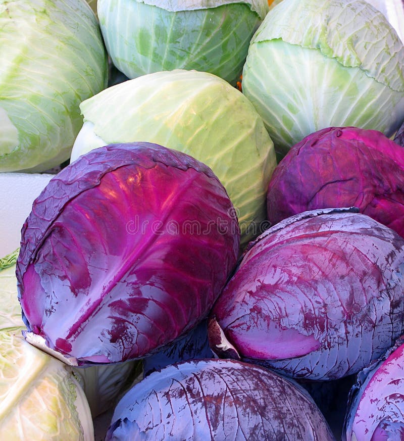 January king cabbage stock image. Image of crinkle, lush - 17511491
