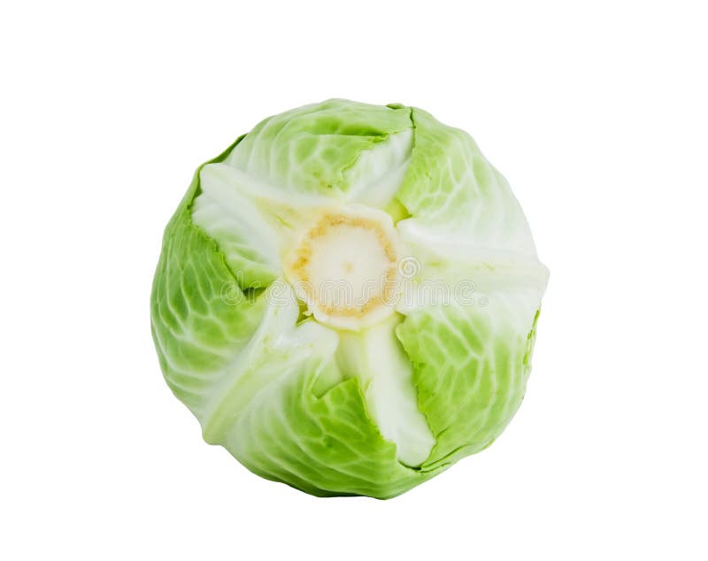 Decorative cabbage border stock photo. Image of border - 3153260