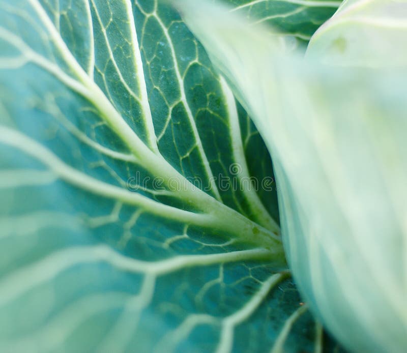 CABBAGE stock photo. Image of farm, circle, still, field - 11942276