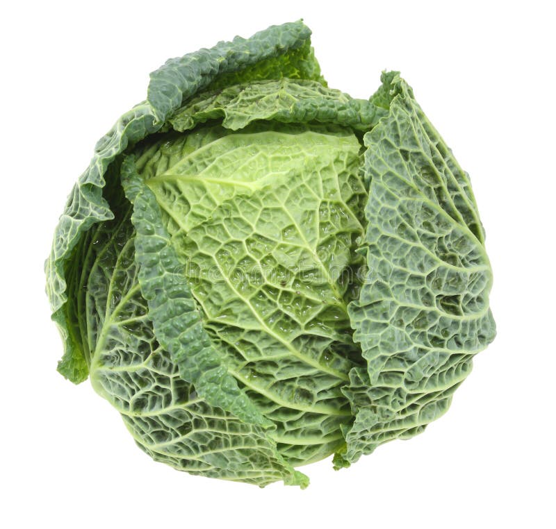 Cabbage stock photo. Image of nature, close, biology - 14880094